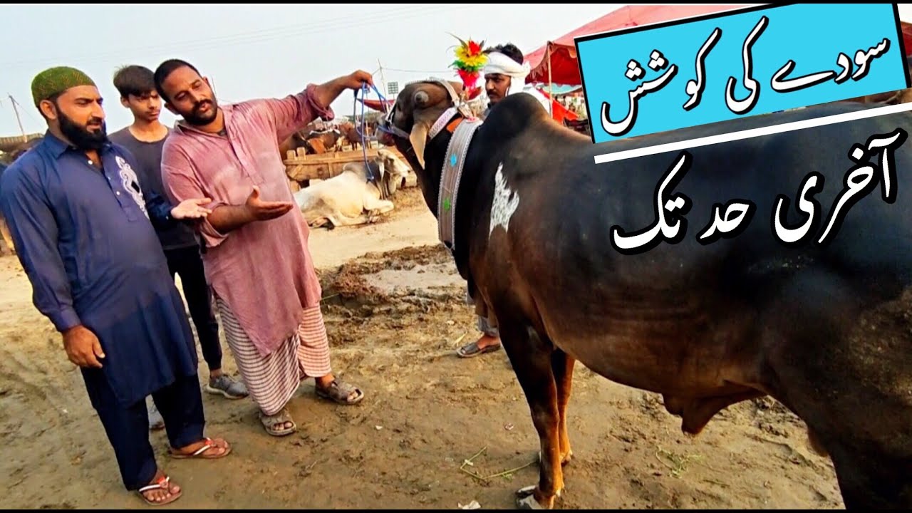 Wednesday Latest Update Cow Mandi 2020 Lahore | Cattle Of Pakistan ...