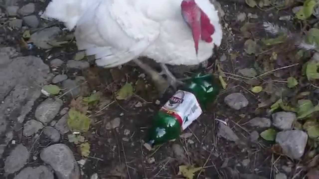 Crazy Drunk Turkey - YouTube