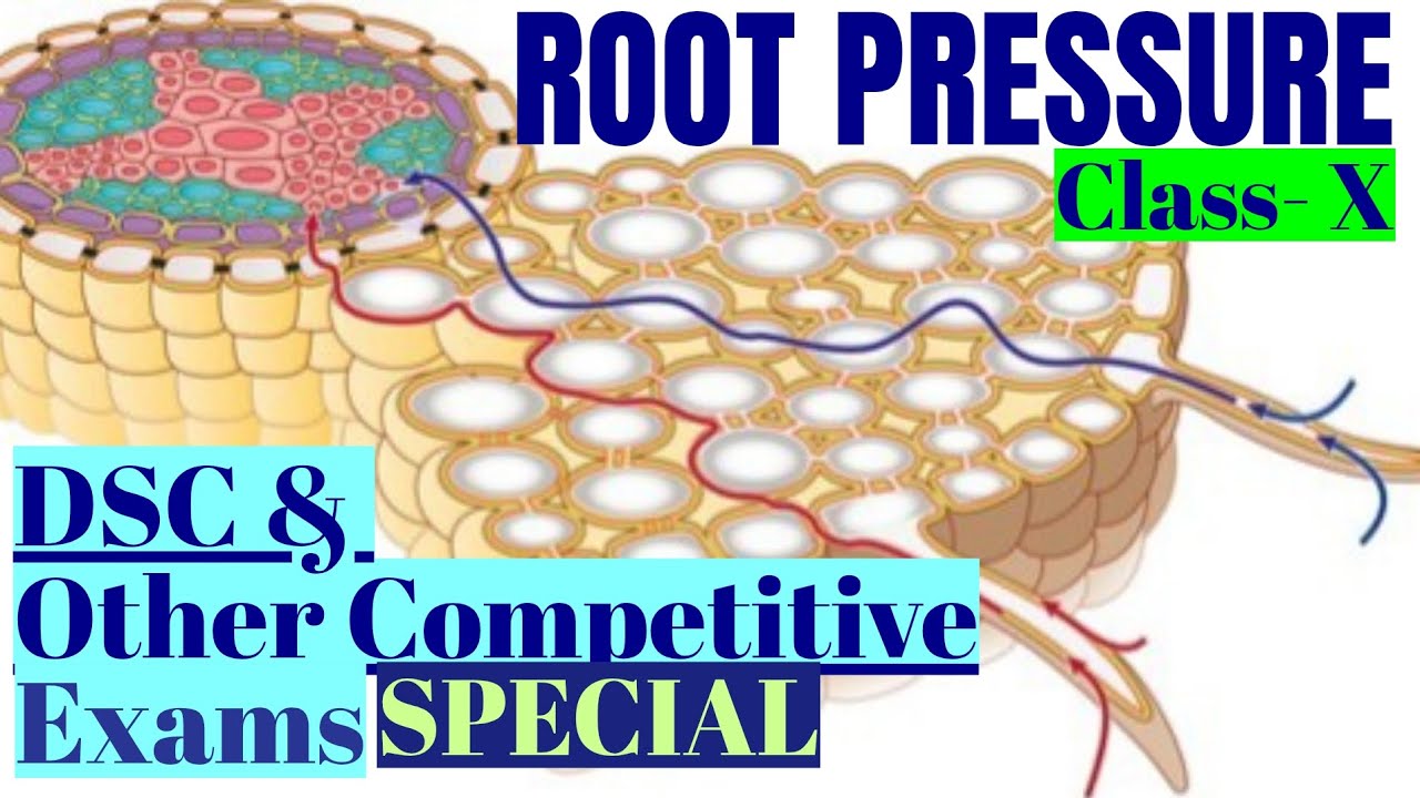 Root Pressure#class-X#biology#DSC#competitive exams special#Gutting in ...