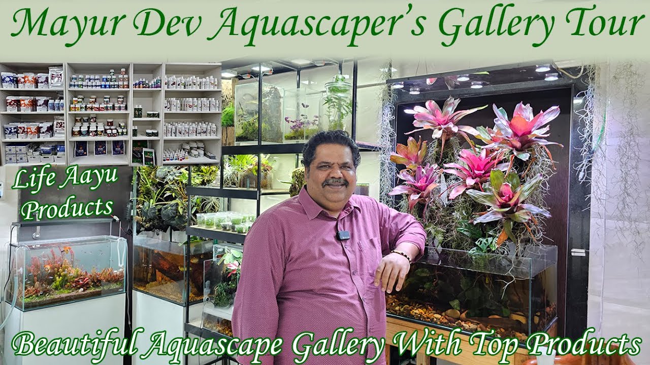 Visited Mumbai's Biggest Aquarium Gallery😊|Mayur Dev Aquascaper Gallery ...