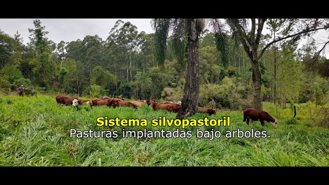 Sistema silvopastoril | Pasturas implantadas bajo árboles - YouTube