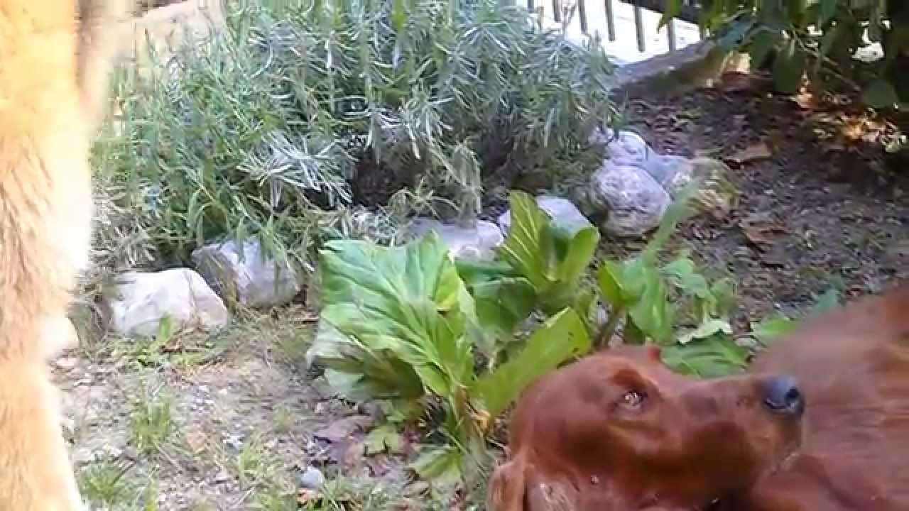 il corteggiamento di rey a ginevra setter irlandese!! - YouTube