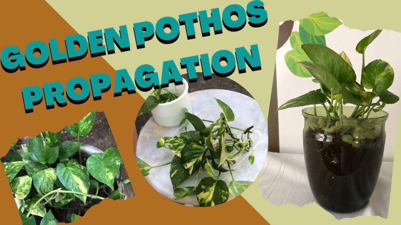 Propagating golden pothos through cuttings ️ SELF LOVE MOMMY - YouTube