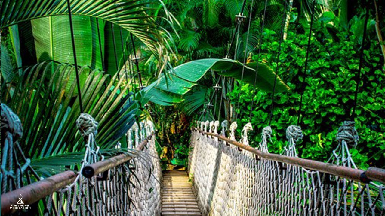 3Hours Relaxing Rainforest & Water Sounds (SLEEP, MEDITATE, RELAX, YOGA ...