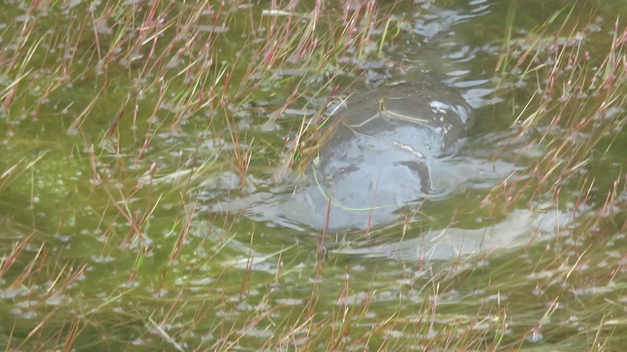 Platypus at Cradle Mountain, Tasmania - YouTube