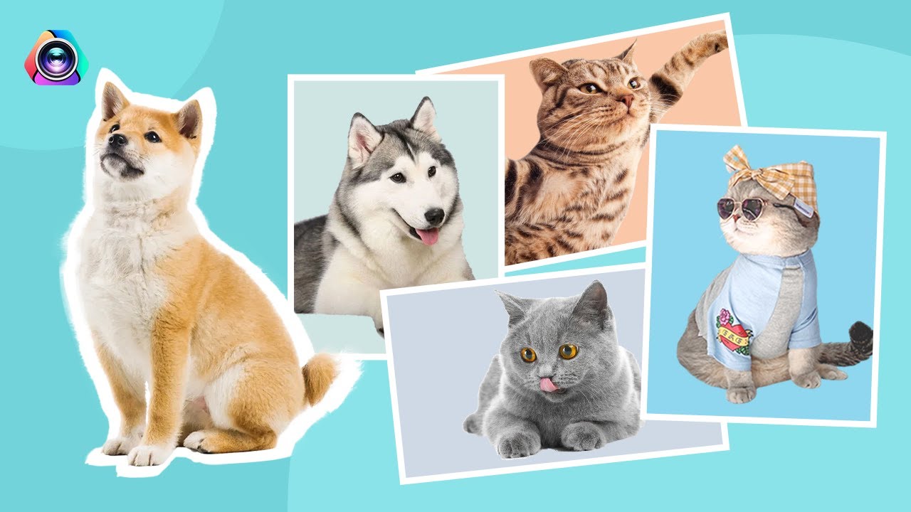 How to Make Your Pet Videos Go Viral - Ep 2. Advanced Tips | VideoProc ...