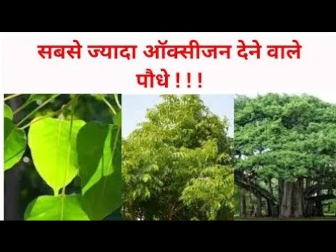 ज्यादा ऑक्सीजन देने वाले पेड़ |Trees | most | oxygen | Tree oxygen ...