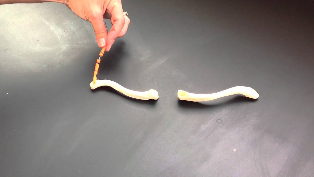 Clavicles - YouTube