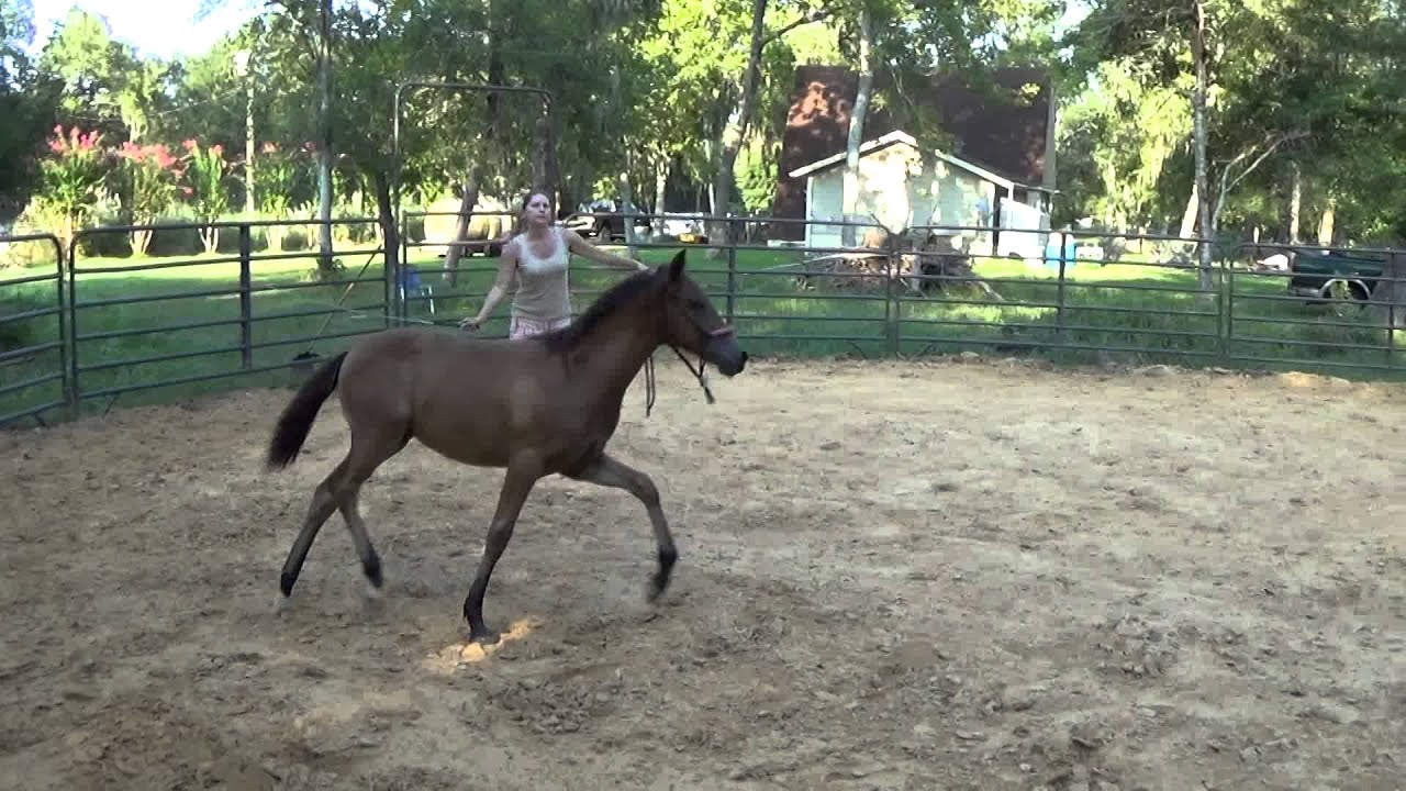 Round Pen Basics - YouTube