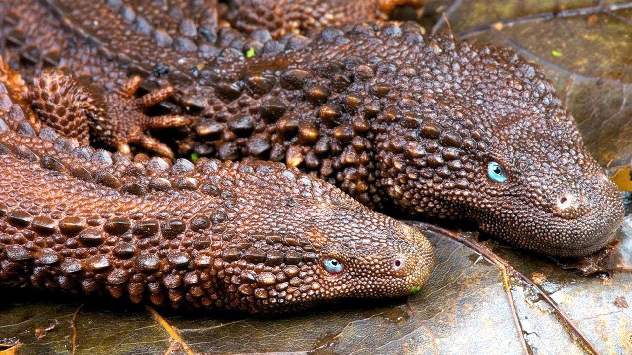 Imágenes De Dragones De La Vida Real Año Del Dragón: Sí En El