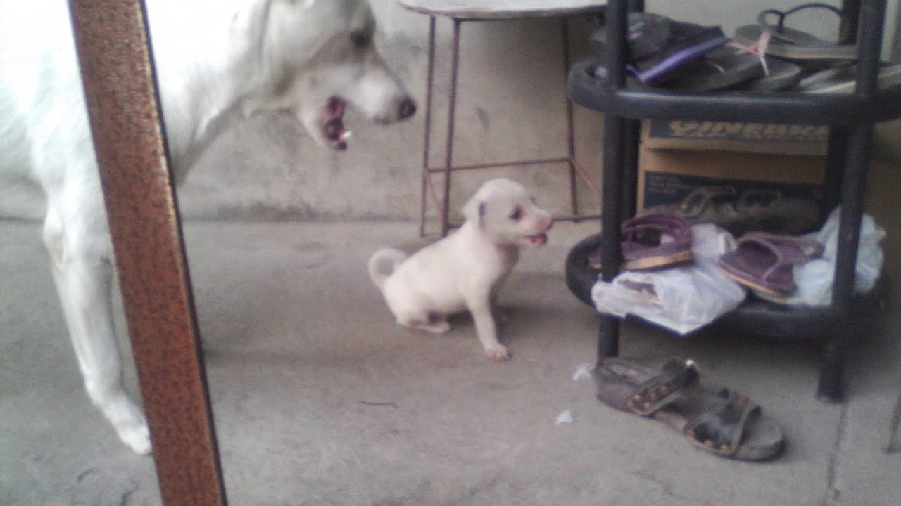 Dog vs Puppy 1 - YouTube