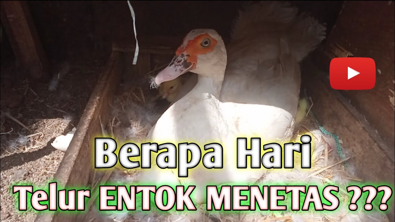 BERAPA HARI TELUR ENTOK MENETAS ?? || #hewan #entoklokal #mentok # ...