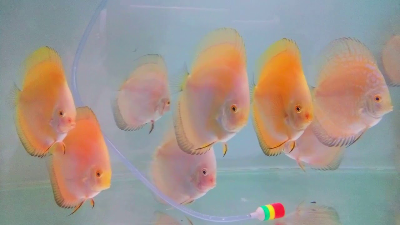 Hi-Body Solid Yellow Discus Fish 4" to 5" - YouTube