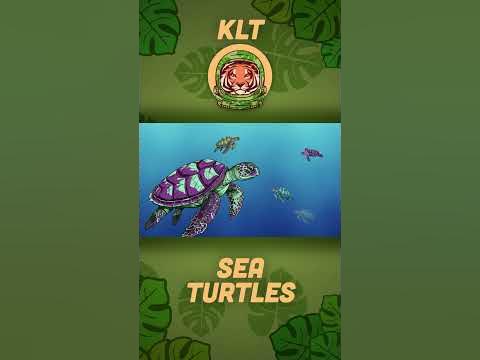 What Do Sea Turtles Eat?! | Sea Animal Songs For Kids | KLT Wild # ...