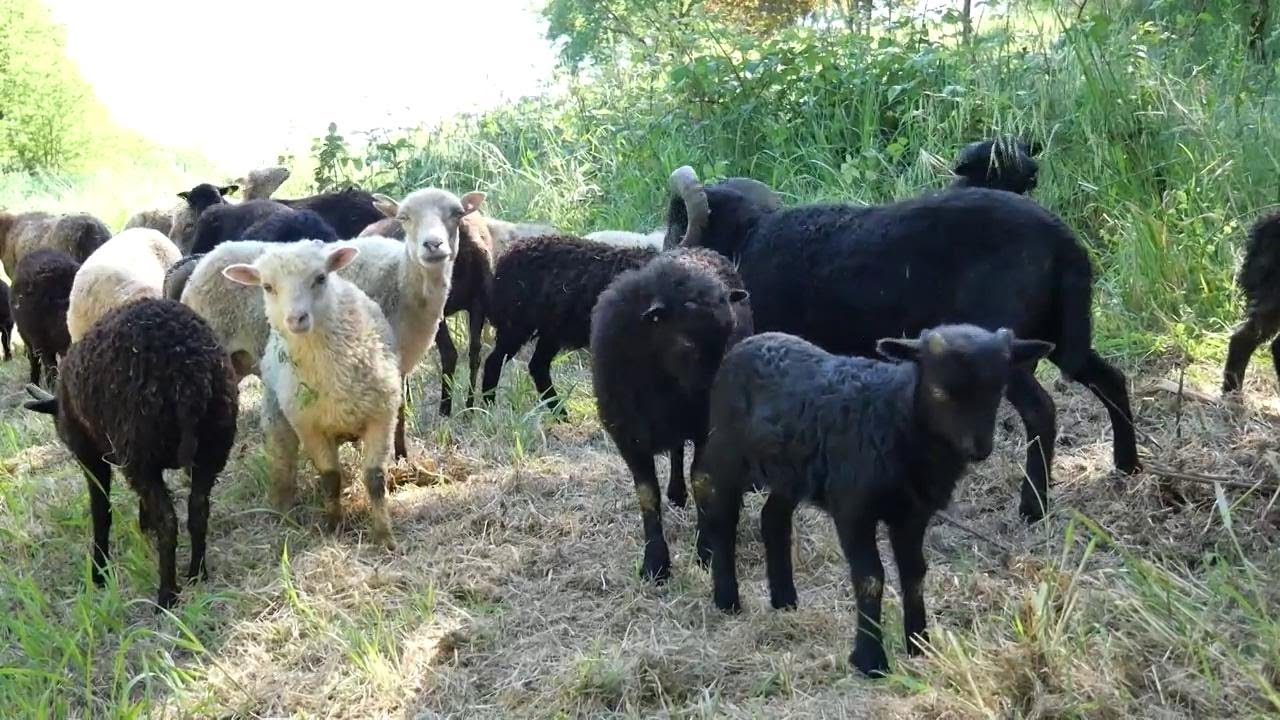 Le pecore tosaerba per le aree verdi di Bagno a Ripoli - YouTube