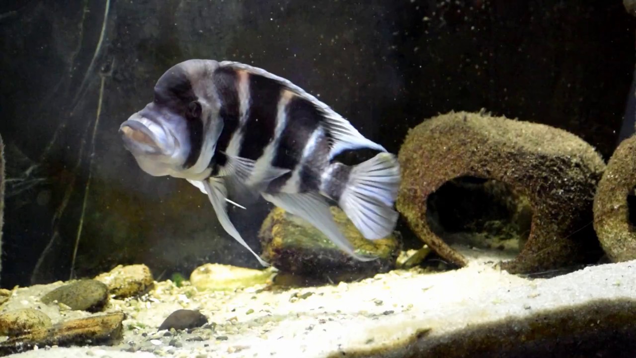 Skittish Frontosa Fish - YouTube