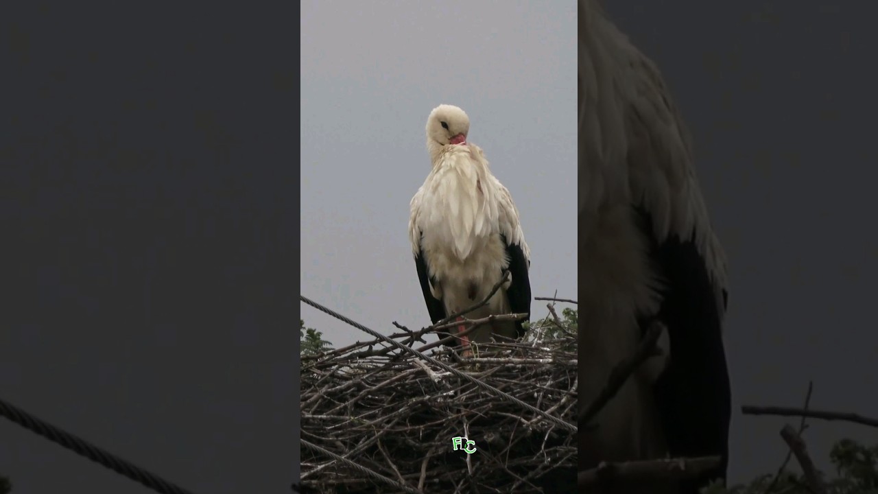 The Lonely and cold white stork waiting for its mate! #birdwatching ...