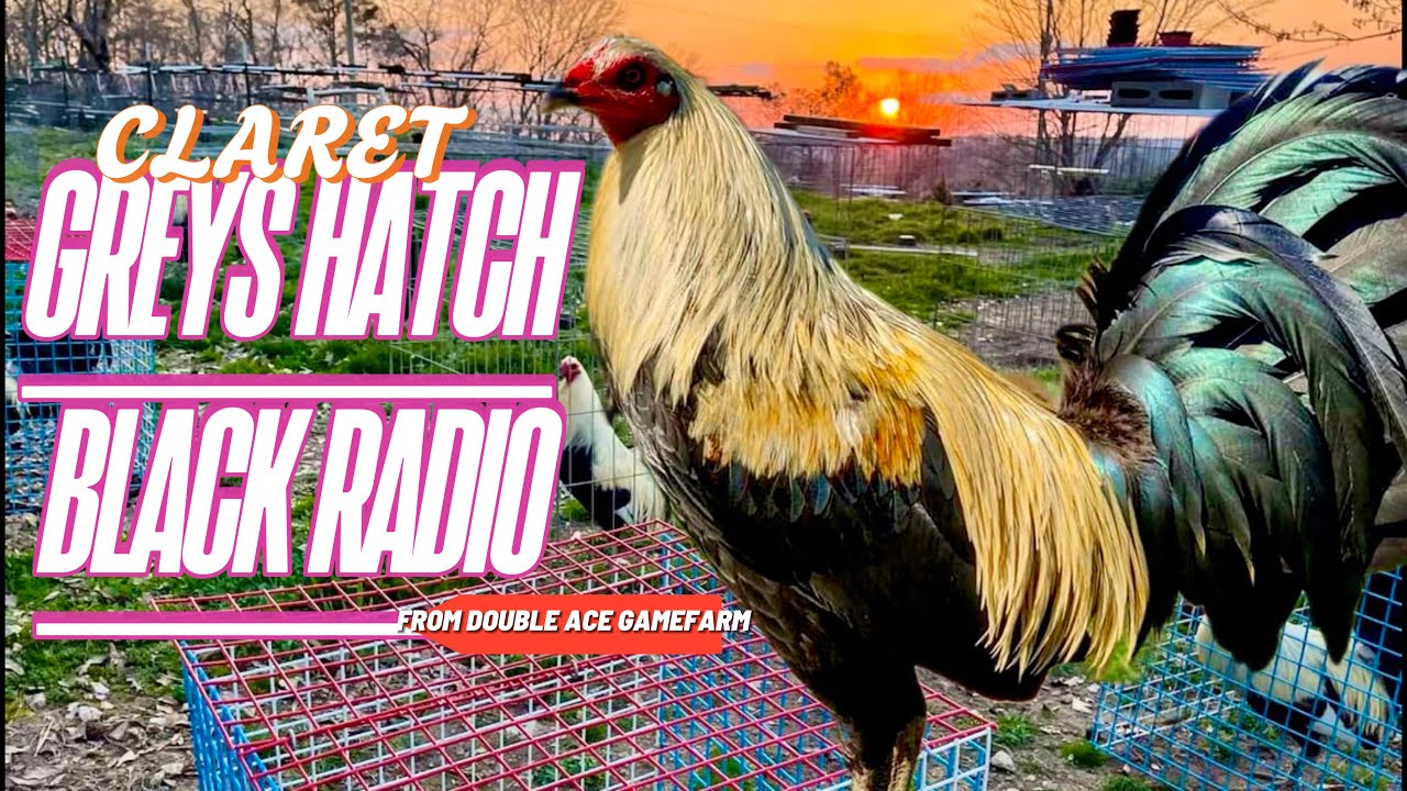 Claret Greys Hatch Black Radio | FROM DOUBLE ACE GAMEFARM - YouTube