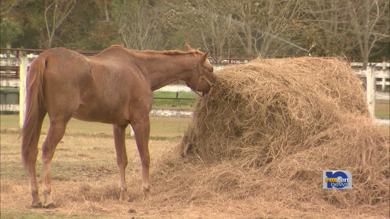 Willow Farm - YouTube