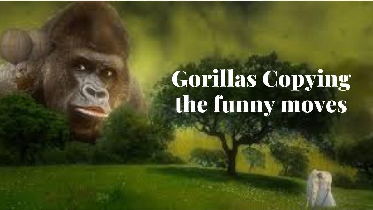 Gorillas Copying the funny moves of the Silverback ⭐️| It Belongs to ...