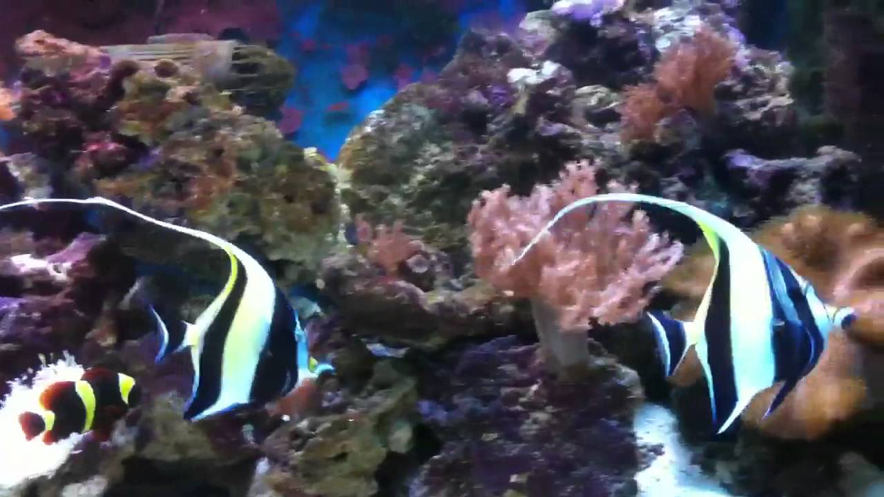 Pair of moorish idols marine aquarium - YouTube