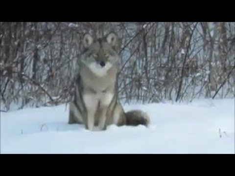 Footage of coyotes in southern New Hampshire - YouTube