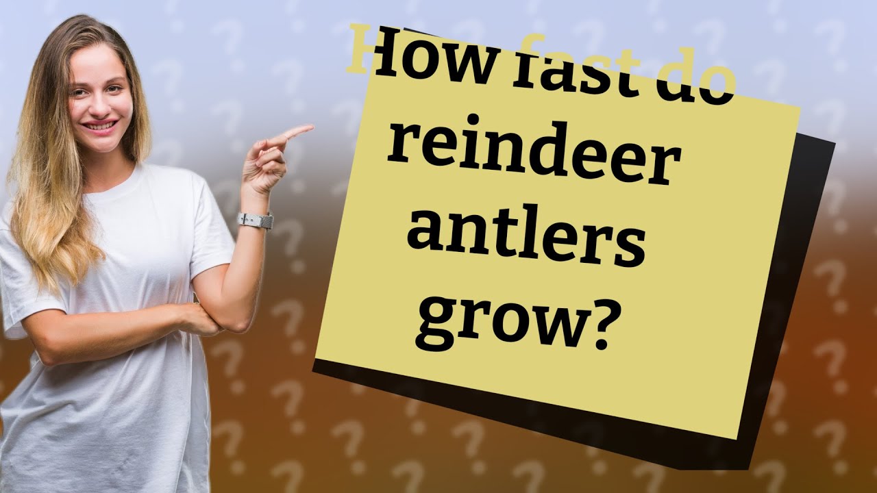 How Fast Do Reindeer Antlers Grow YouTube How Fast Do Reindeer Antlers Grow YouTube