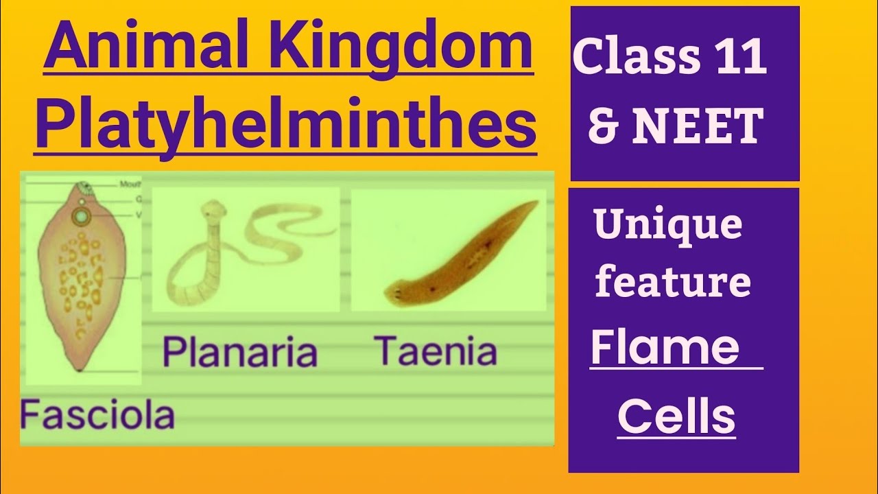 Phylum: Platyhelminthes : Animal Kingdom : Class 11 and NEET - YouTube