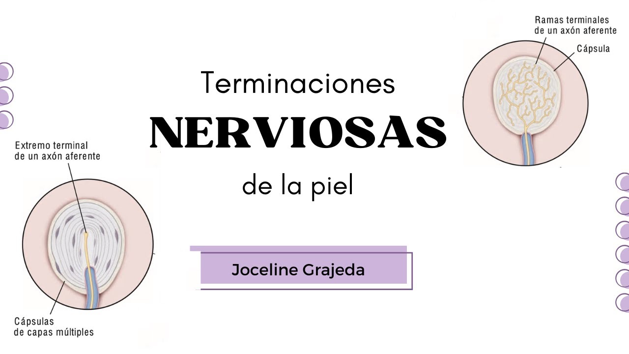 Las Terminaciones Nerviosas Del Rostro Humano