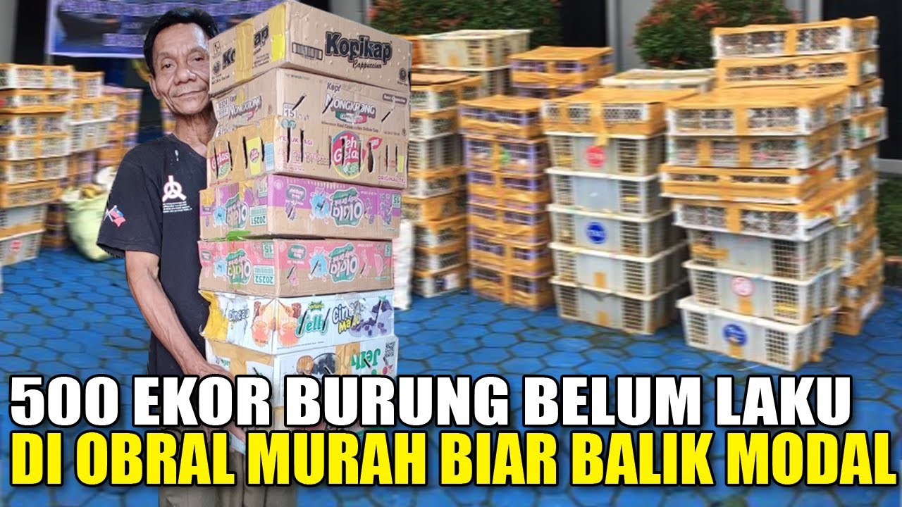 MBAH SEPUH INI BINGUNG SISA 500 EKOR BURUNGNYA DI OBRAL MURAH BELUM ...