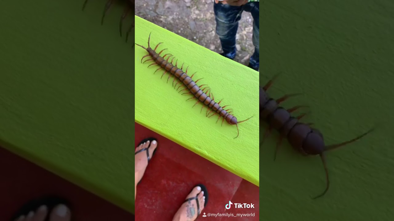 “40 Leg” in Jamaica - YouTube