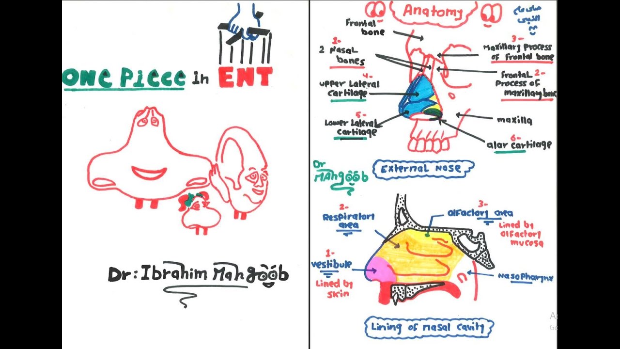 1. Anatomy of Nose part 1 - YouTube