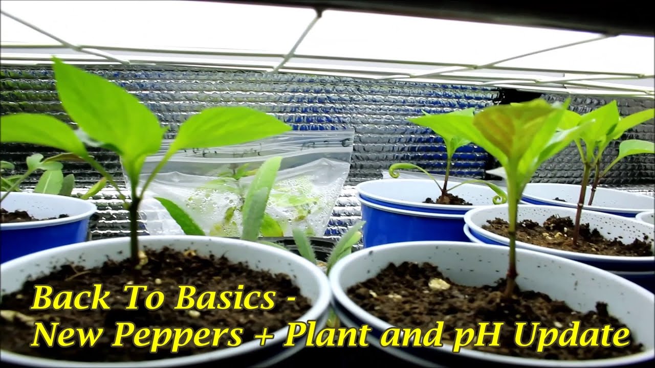 New Peppers! plus plant and pH update. - YouTube