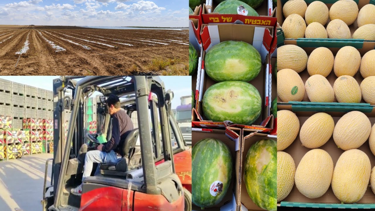 Melon and water melon import and export #indiaisrael #israelagriculture ...
