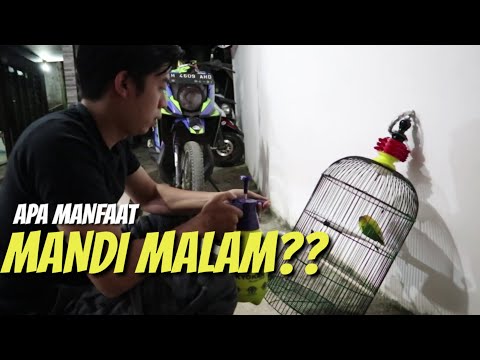 Manfaat mandi malam untuk lovebird lomba
