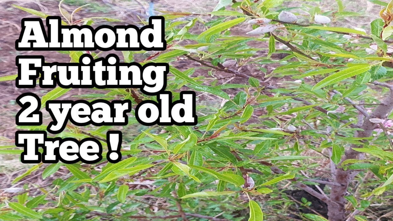 Almond Fruiting 2 year old Tree @kisanbagwan - YouTube
