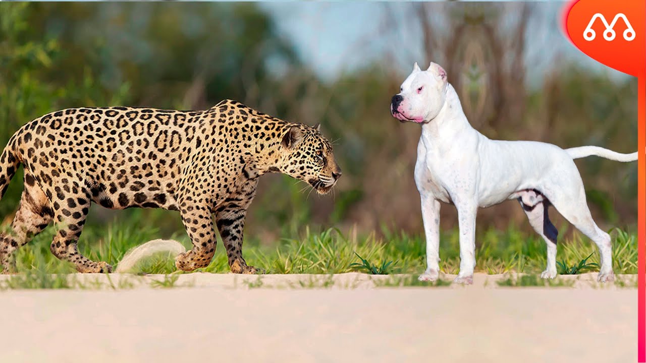 ONÇA PINTADA vs DOGO ARGENTINO: QUEM VENCE ESSA BATALHA? Jaguar x ...
