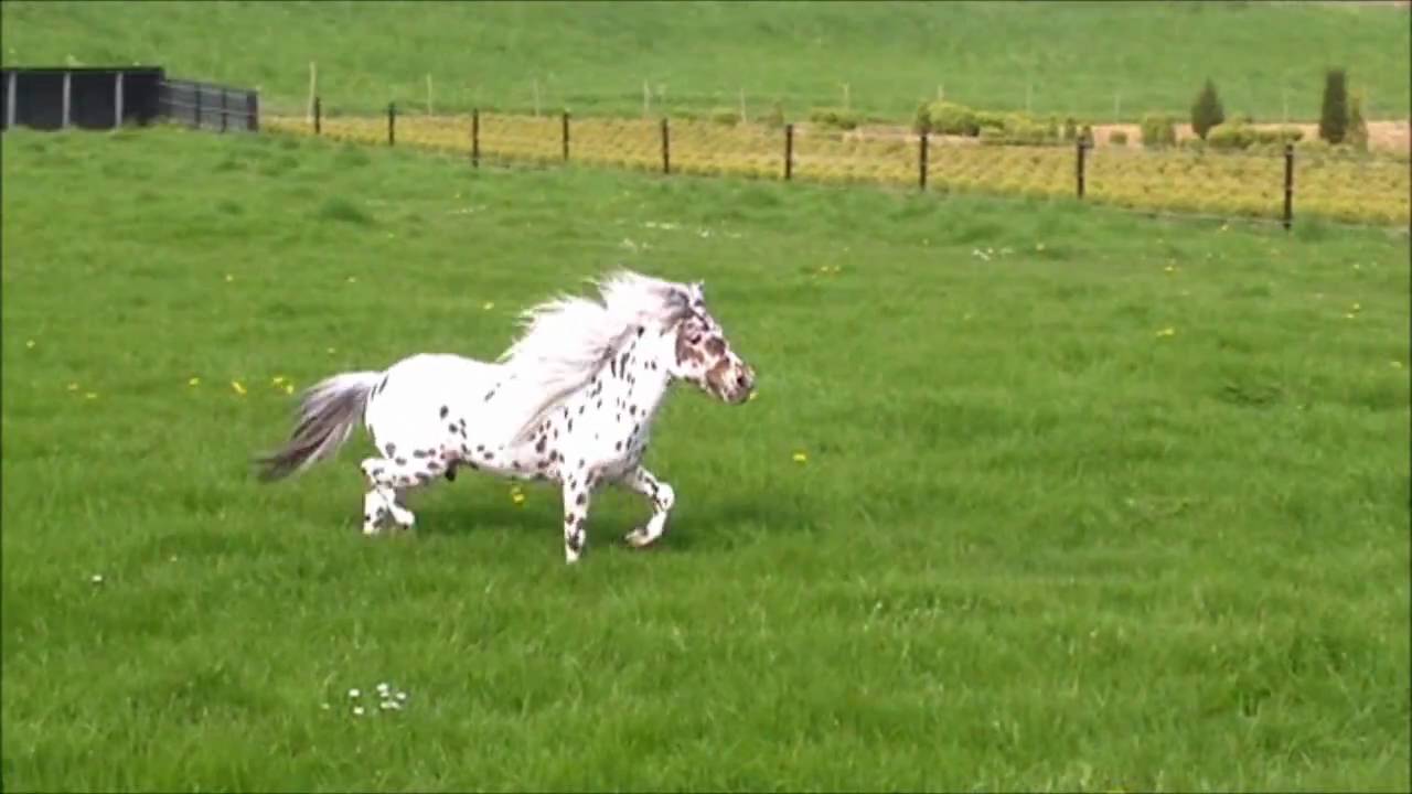 Appaloosa miniature stallion Mistral - YouTube