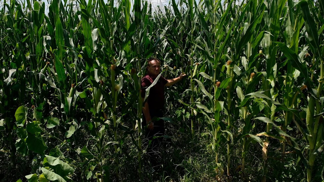 Puna në bujqësi kërkon përkushtim thotë bujku Vatë Pali - YouTube