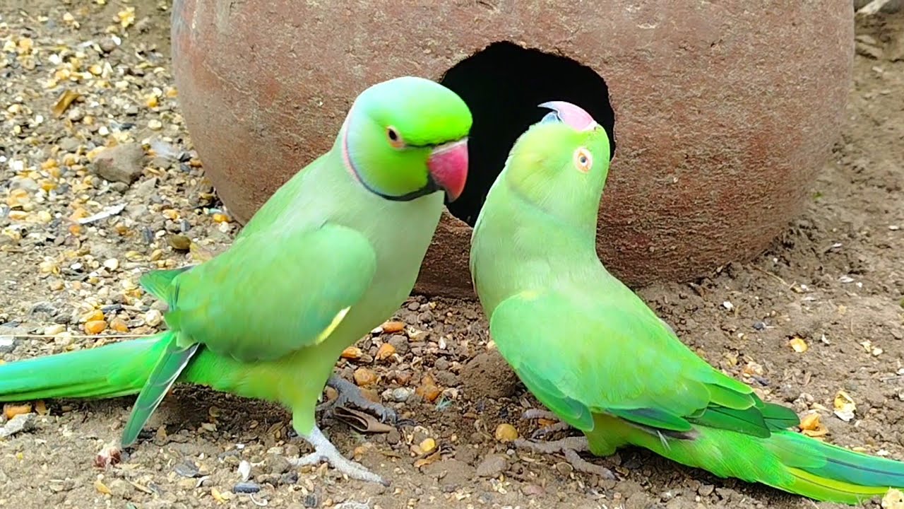 Parrot Ringneck Parrot Jora beautiful Show Video - YouTube