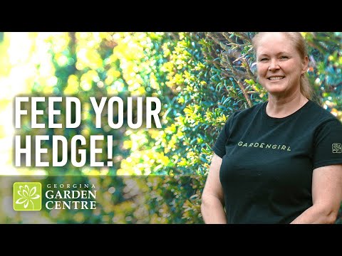 What Kind Of Plant Food To Feed Hedges