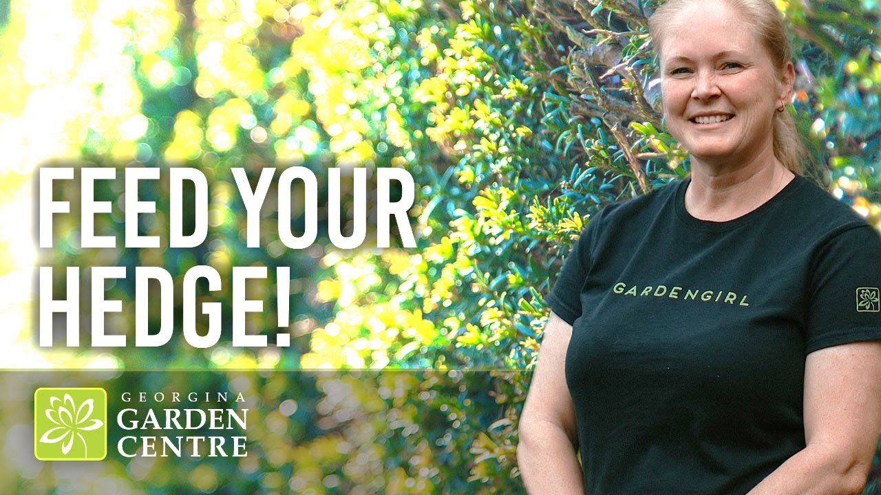 Fertilizing a Hedge: Like Feeding Chickens! | GGC Garden Girl Shannon’s ...