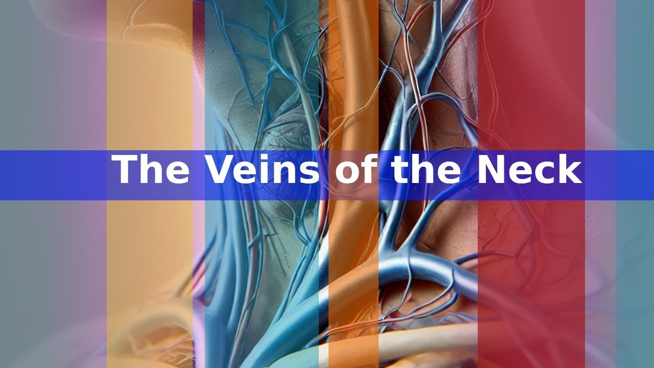 The Veins of the Neck - YouTube