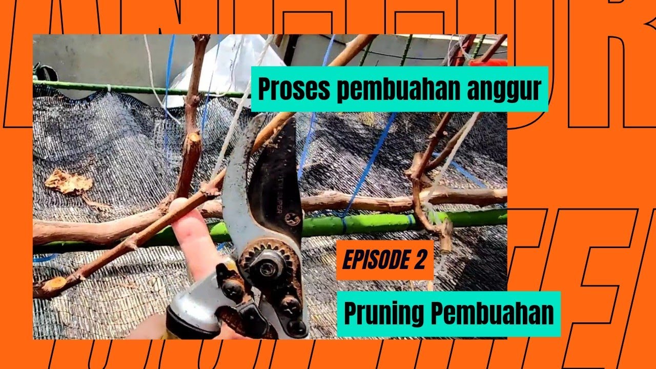 Proses pembuahan anggur | Episode 2 pruning pembuahan - YouTube