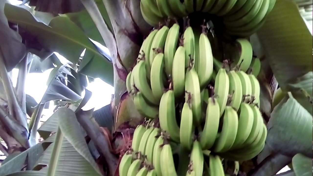 Como sembrar planta de banana. - YouTube