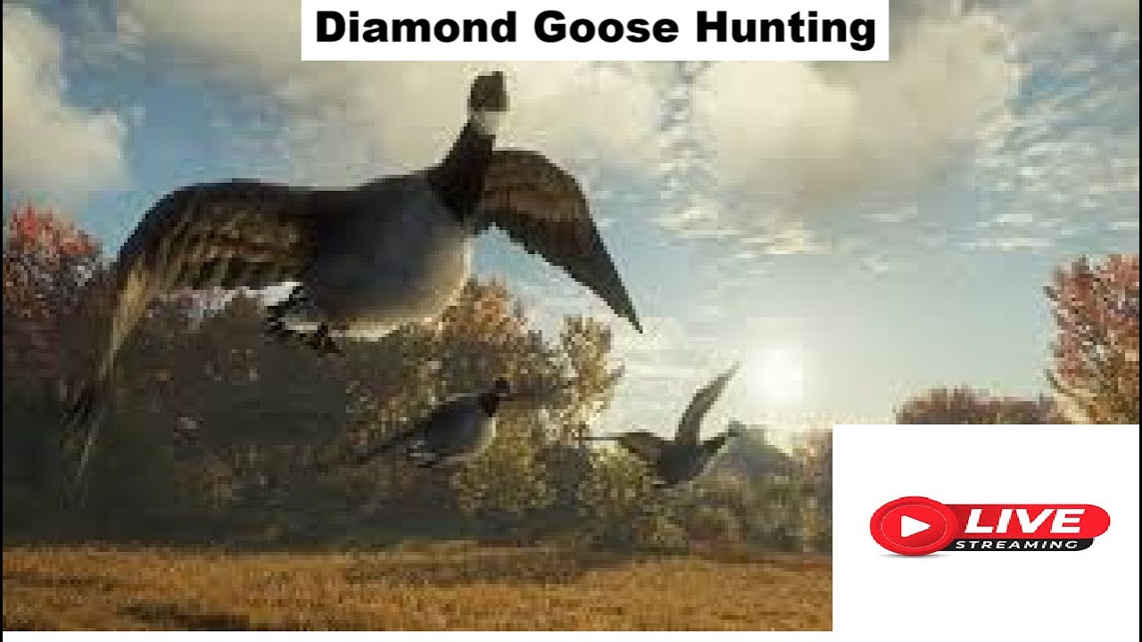 Streaming for a Diamond Goose - YouTube