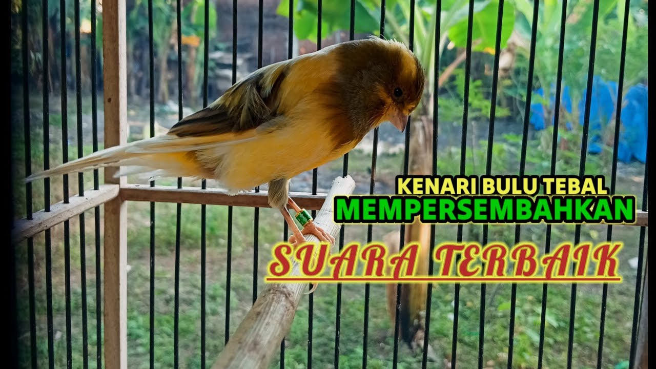 PANCINGAN KENARI BULU TEBAL MEMPERSEMBAHKAN SUARA TER BAIKNYA - YouTube