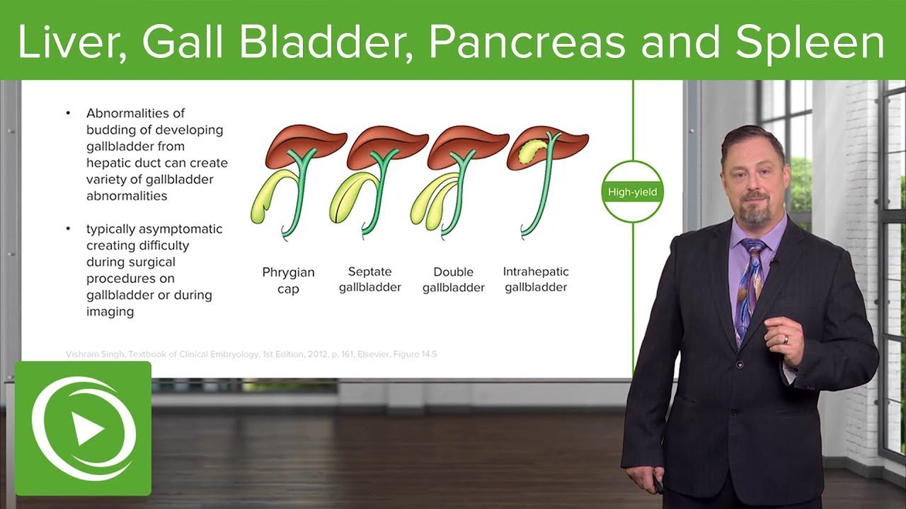 What Happens During Foregut Development? Discover the Process! 🌟 - YouTube