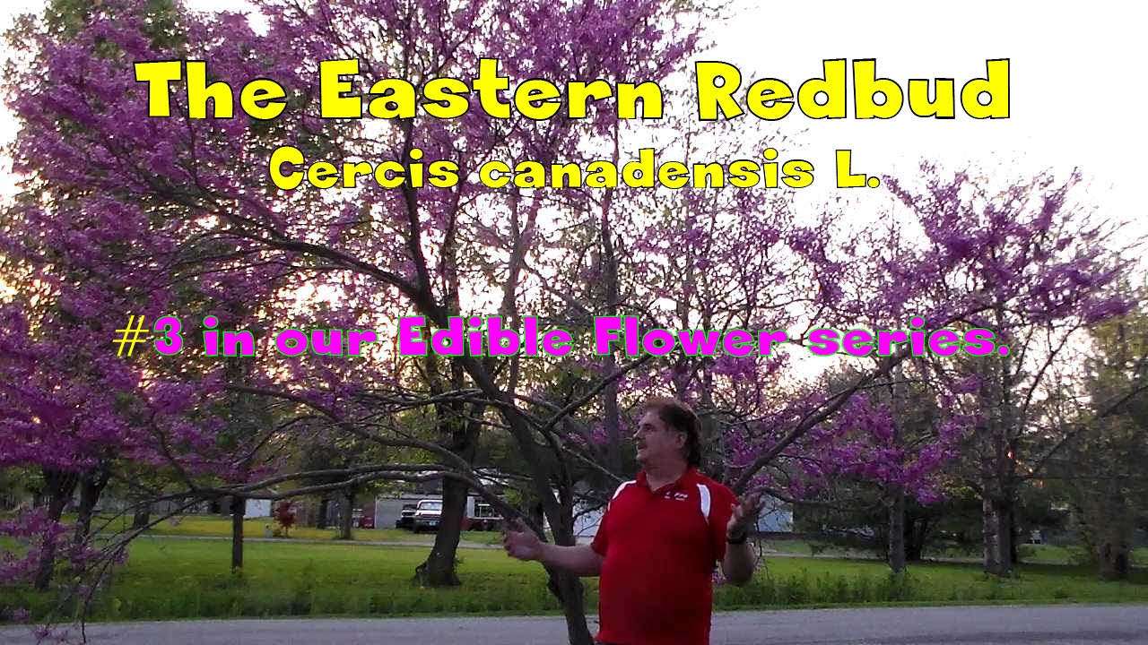 Edible Flowers - Episode 3: The Eastern Redbud - YouTube