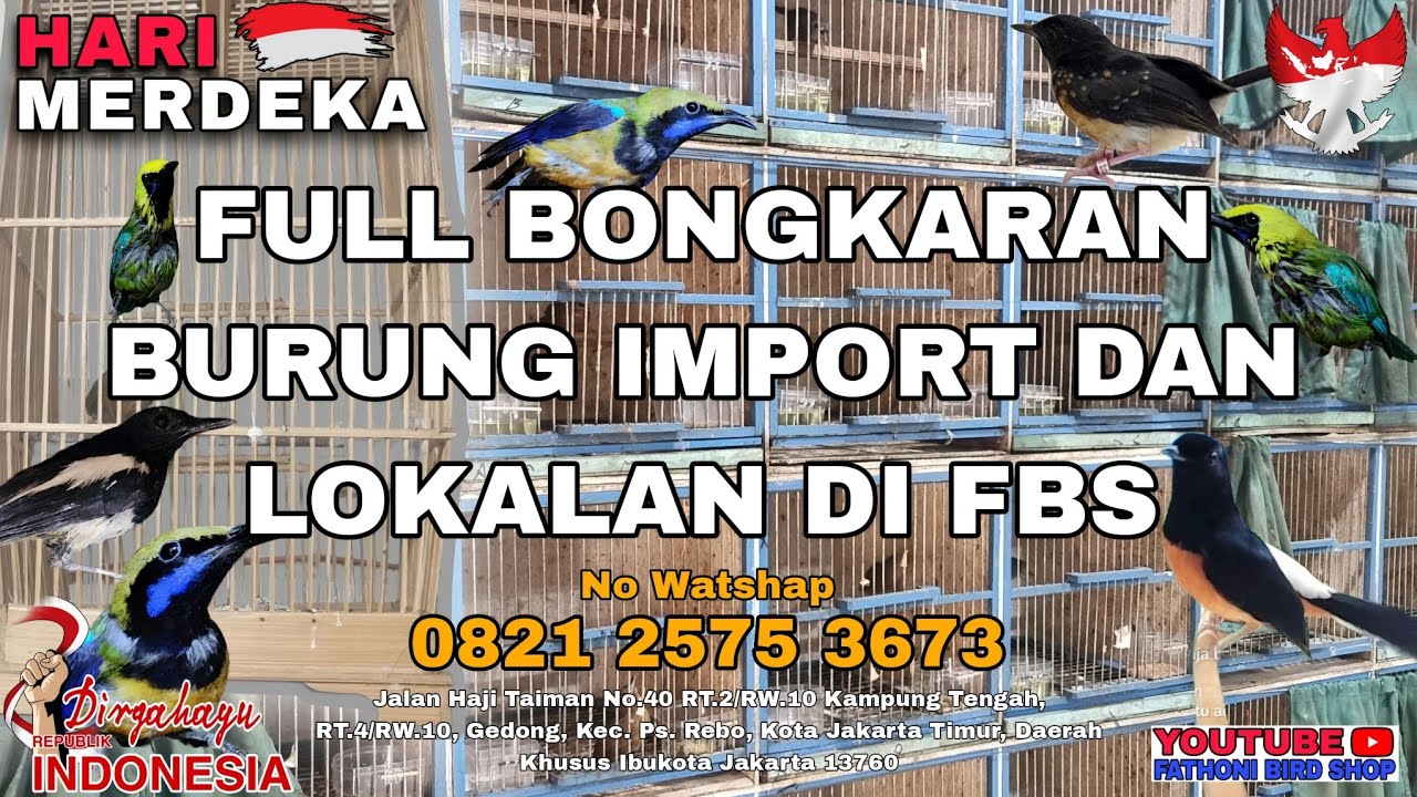 HARI MERDEKA‼️ FULL BONGKARAN BURUNG IMPORT DAN LOKALAN - YouTube